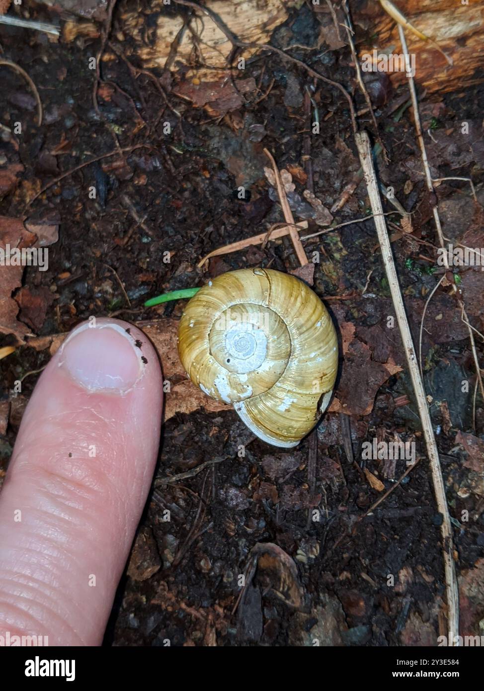 Robust Lancetooth Snail (Haplotrema vancouverense) Mollusca Stock Photo ...