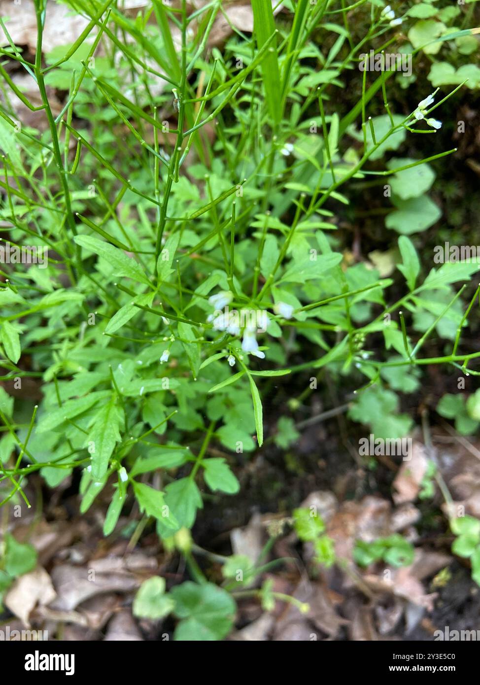 wavy bittercress (Cardamine flexuosa) Plantae Stock Photo - Alamy