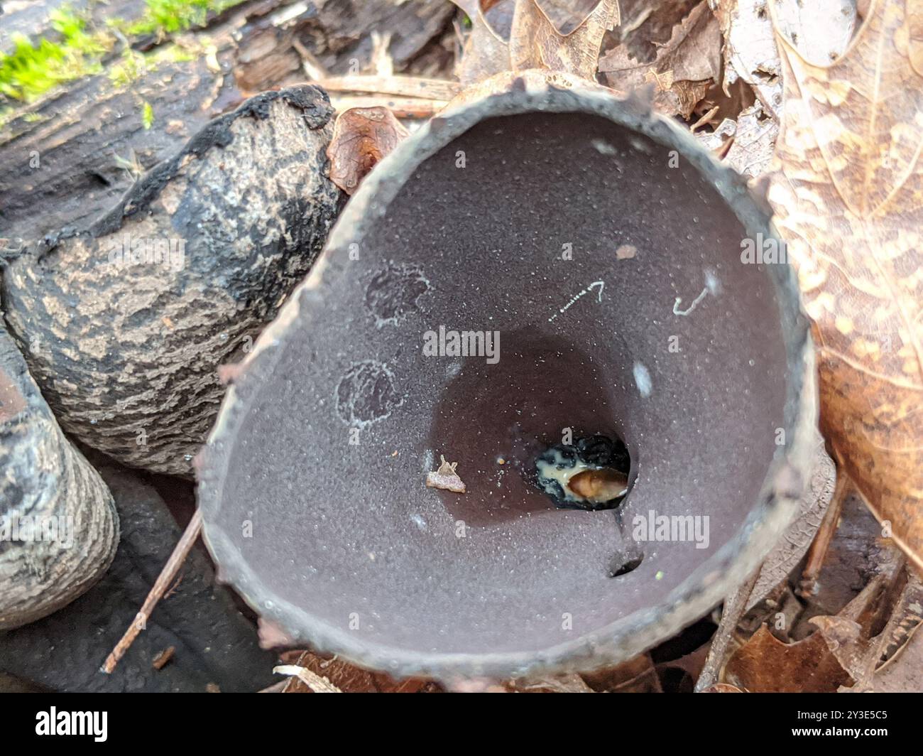 devil's urn (Urnula craterium) Fungi Stock Photo - Alamy