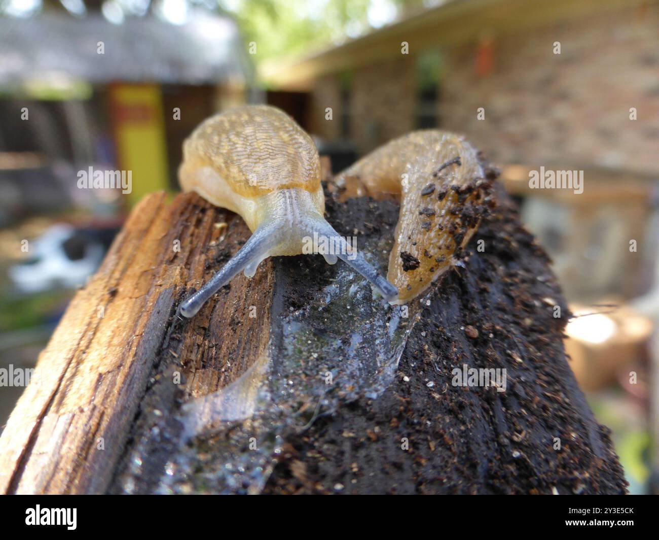Yellow Cellar Slug (Limacus flavus) Mollusca Stock Photo - Alamy