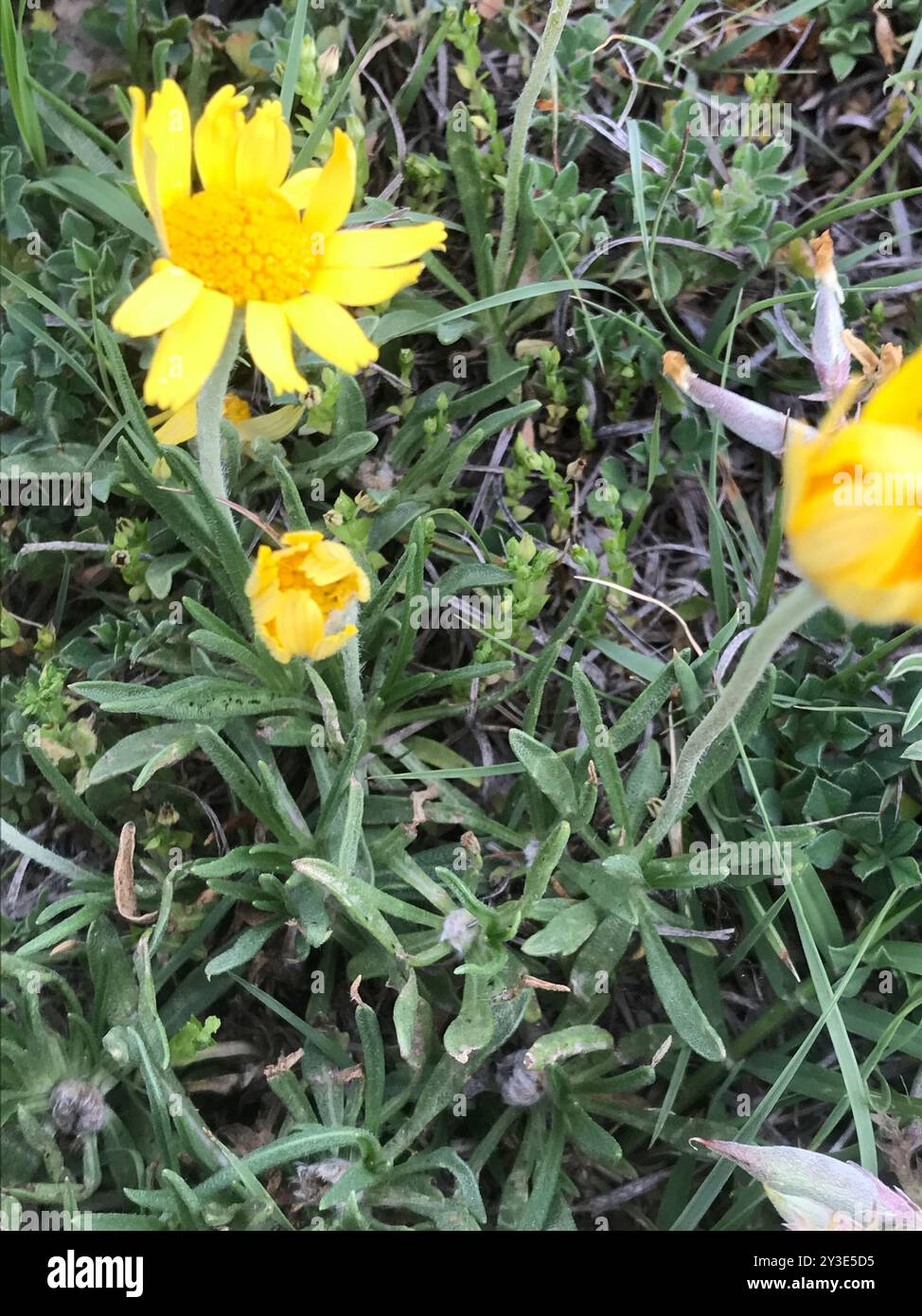 Stemmy Four-nerved Daisy (Tetraneuris scaposa) Plantae Stock Photo - Alamy