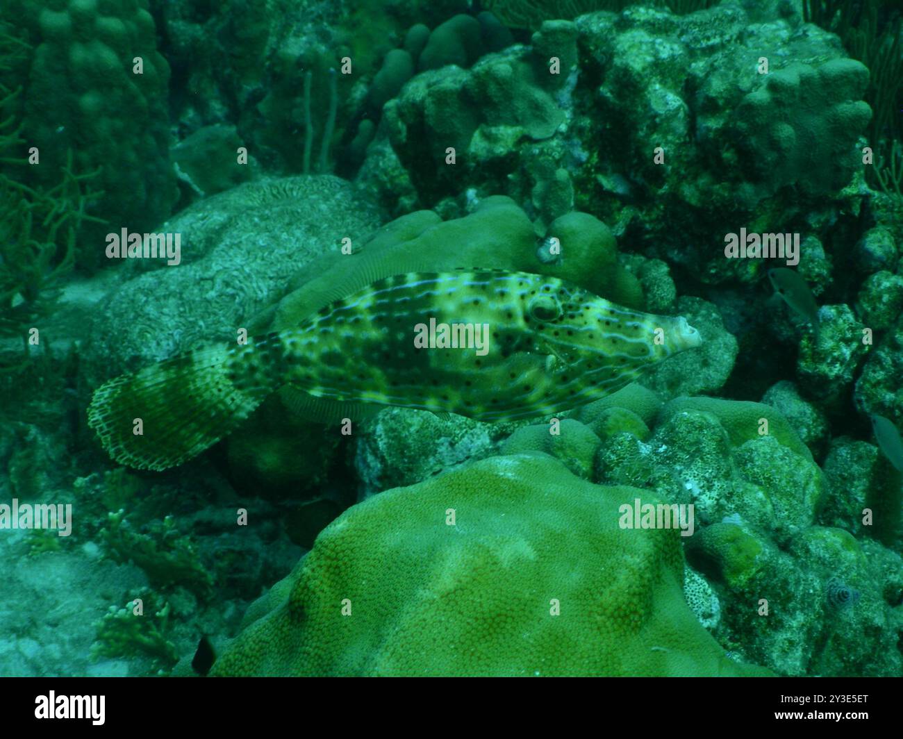 Scrawled Filefish (Aluterus scriptus) Actinopterygii Stock Photo - Alamy