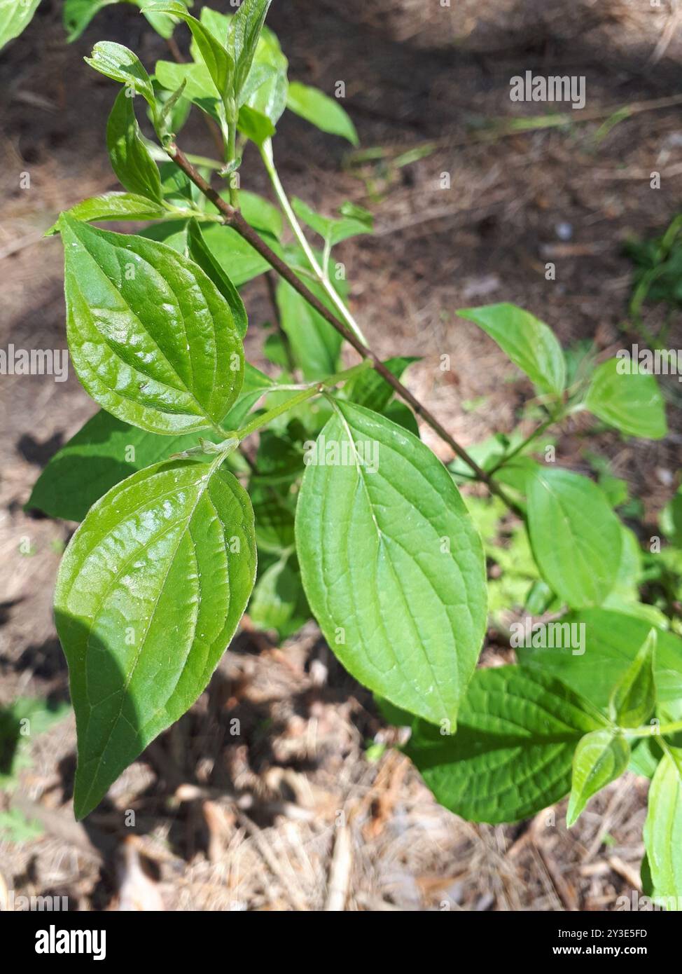 common dogwood (Cornus sanguinea) Plantae Stock Photo - Alamy