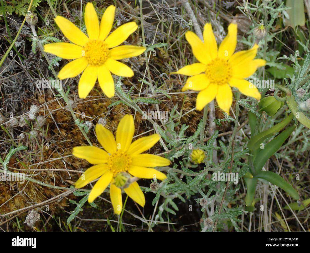 common woolly sunflower (Eriophyllum lanatum) Plantae Stock Photo - Alamy