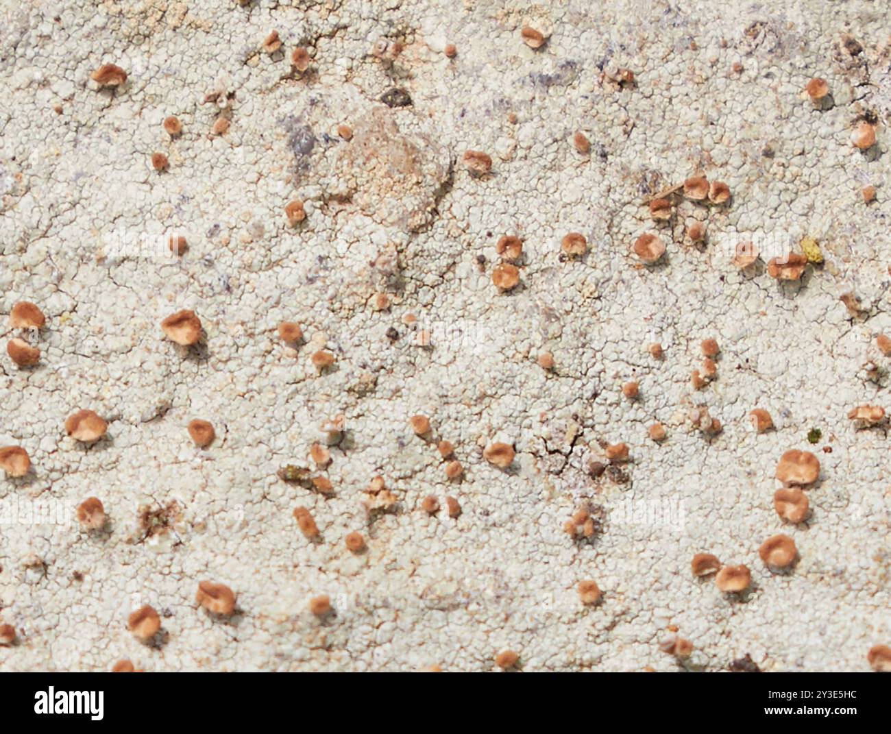 Brown Beret Lichen (Baeomyces rufus) Fungi Stock Photo - Alamy