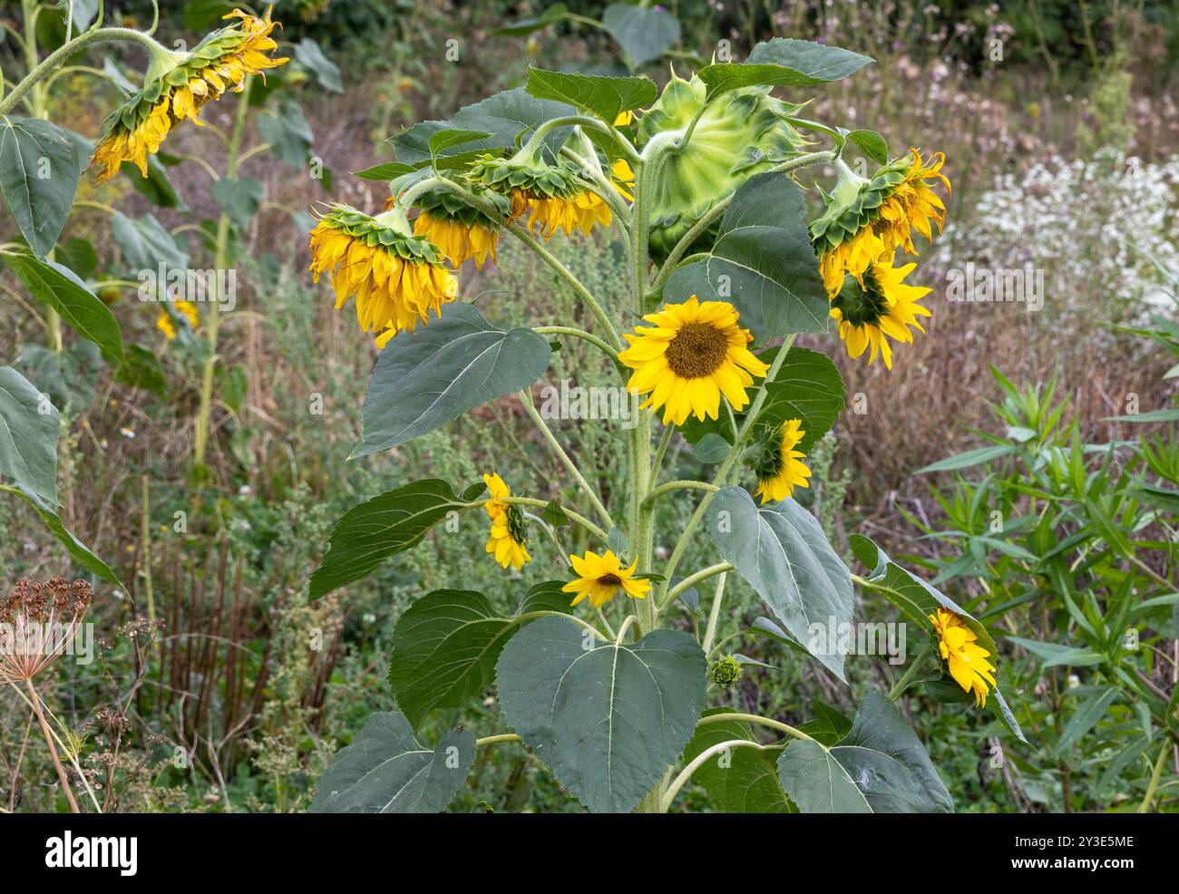 Beautiful yellow sunflowers swaying in wind in Sauerland Stock Photo ...