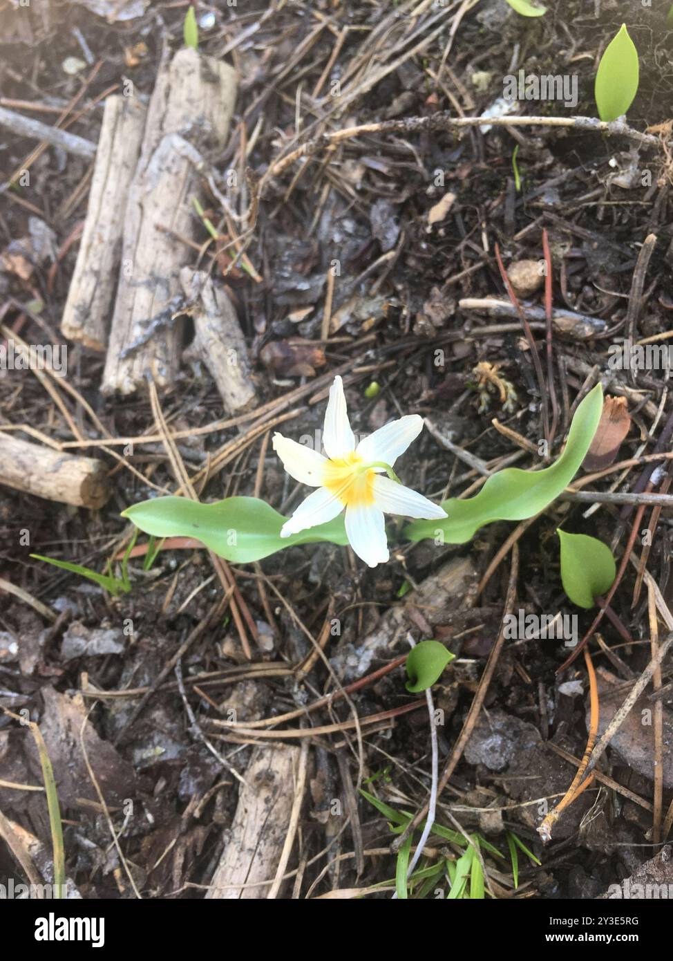 Purple Fawn Lily (Erythronium purpurascens) Plantae Stock Photo - Alamy