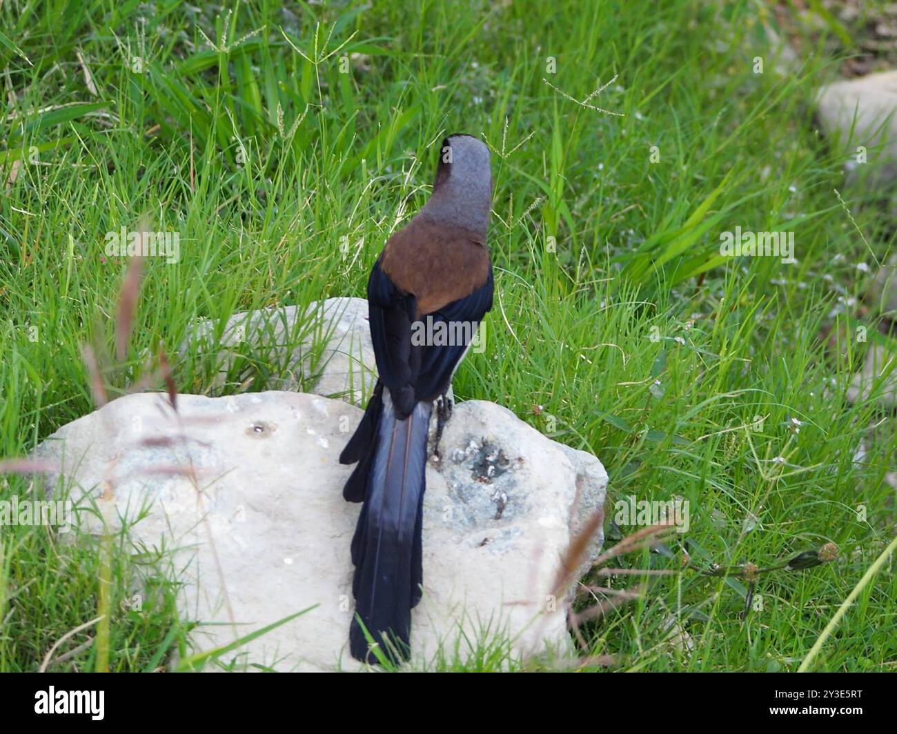 Taiwan Gray Treepie (Dendrocitta formosae formosae) Aves Stock Photo ...