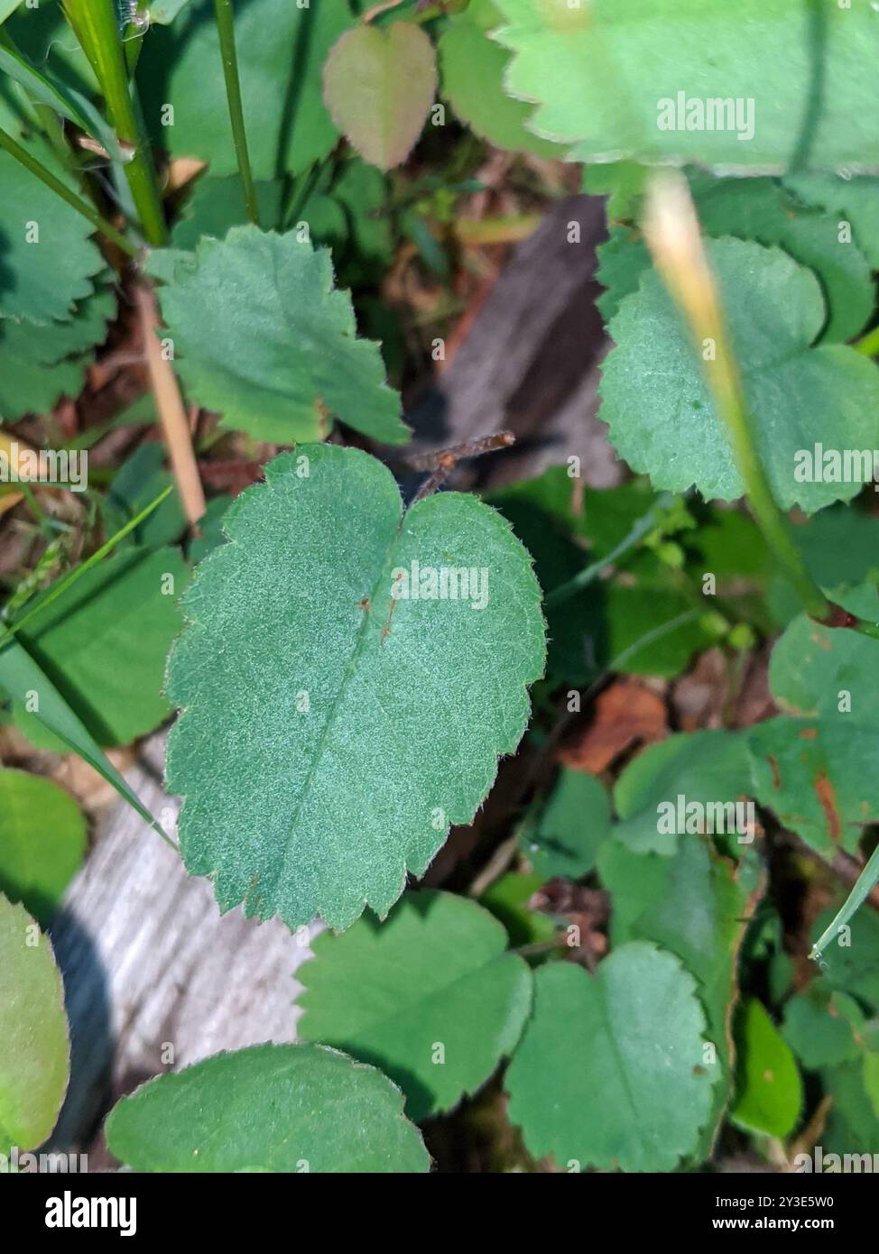 vascular plants (Tracheophyta) Plantae Stock Photo - Alamy