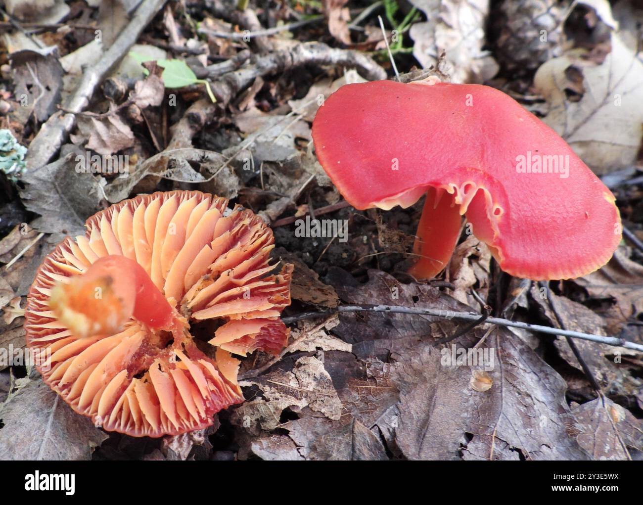 Scarlet Waxy Cap (Hygrocybe coccinea) Fungi Stock Photo - Alamy