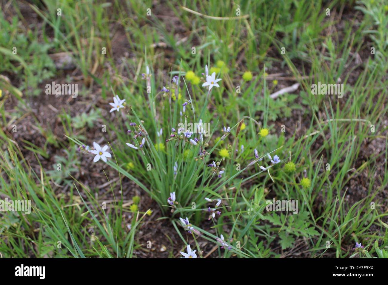 prairie blue-eyed grass (Sisyrinchium campestre) Plantae Stock Photo ...