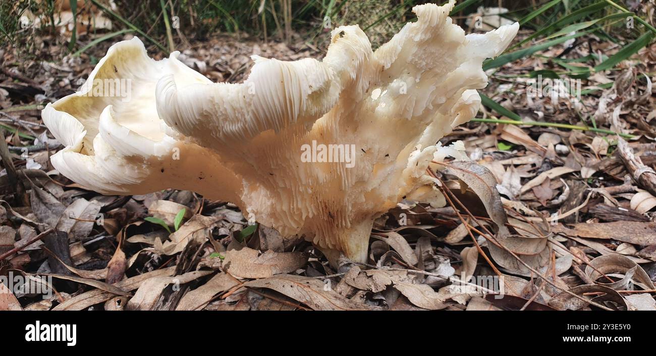 ghost fungus (Omphalotus nidiformis) Fungi Stock Photo - Alamy