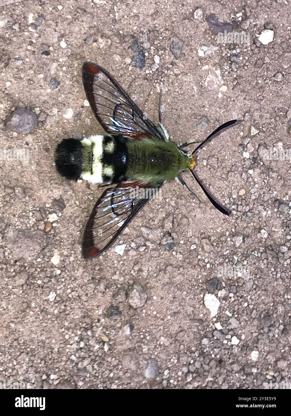 Clearwings and Bee Hawkmoths (Hemaris) Insecta Stock Photo - Alamy