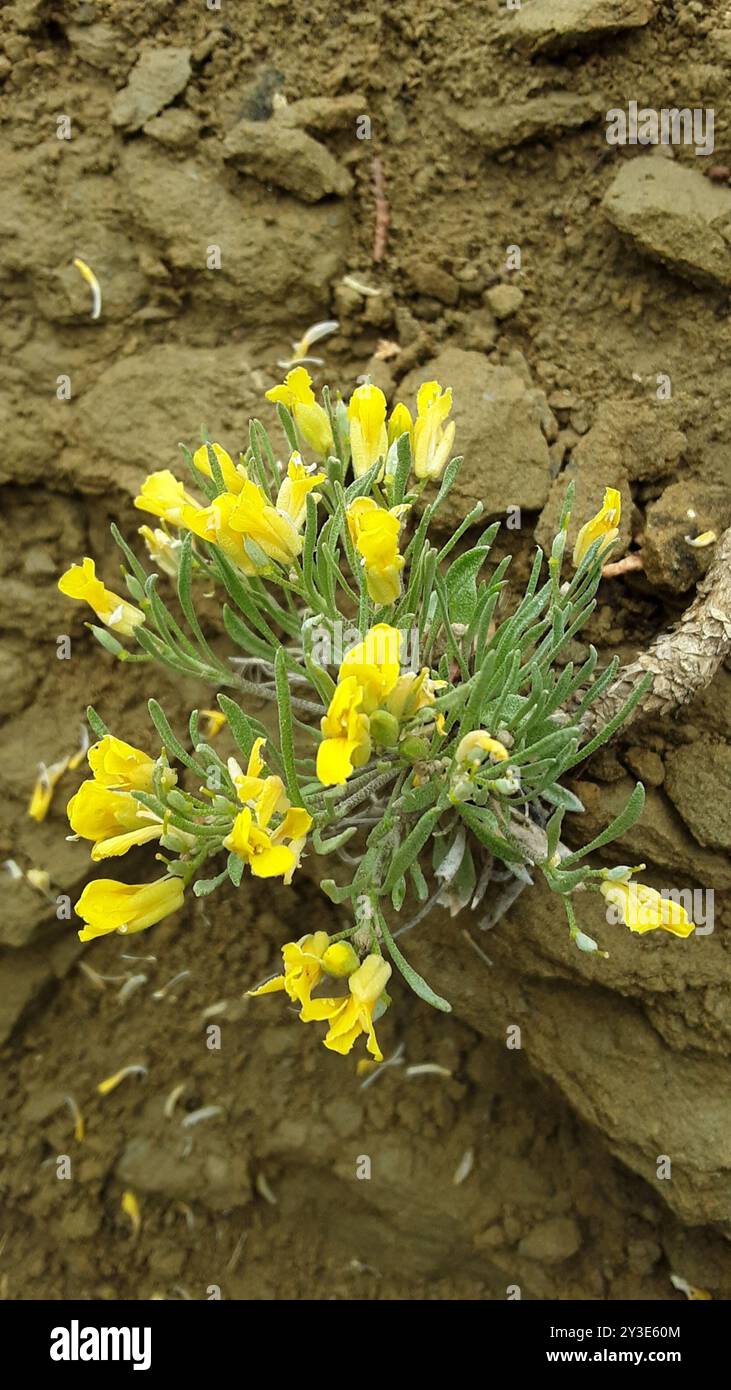 Spatulate Bladderpod (Physaria spatulata) Plantae Stock Photo - Alamy