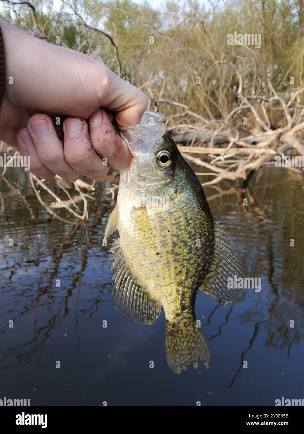 Black Crappie (Pomoxis nigromaculatus) Actinopterygii Stock Photo - Alamy