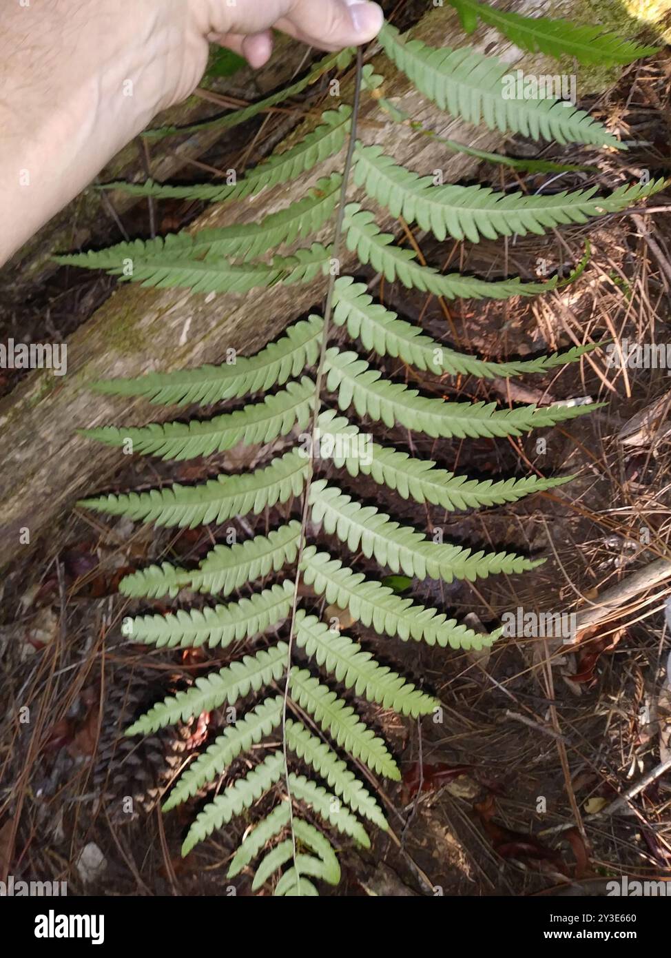 Virginia chainfern (Woodwardia virginica) Plantae Stock Photo - Alamy