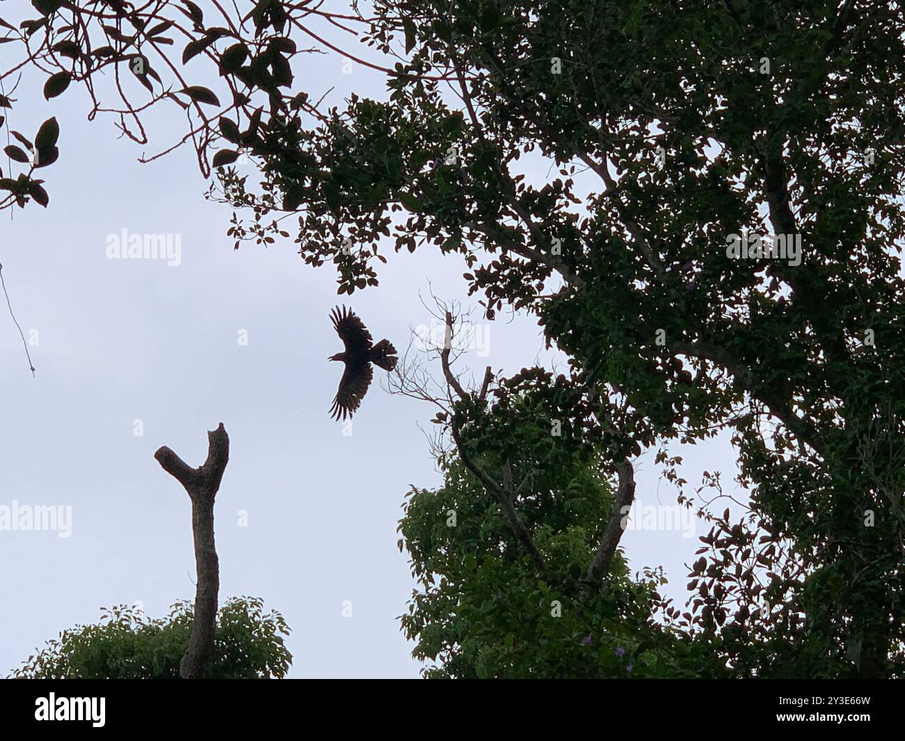 Large-billed Crow (Corvus macrorhynchos) Aves Stock Photo - Alamy