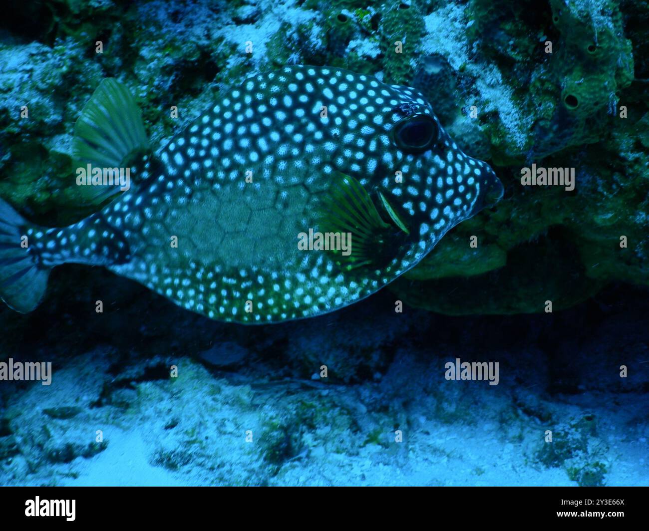 Smooth Trunkfish (Lactophrys triqueter) Actinopterygii Stock Photo - Alamy