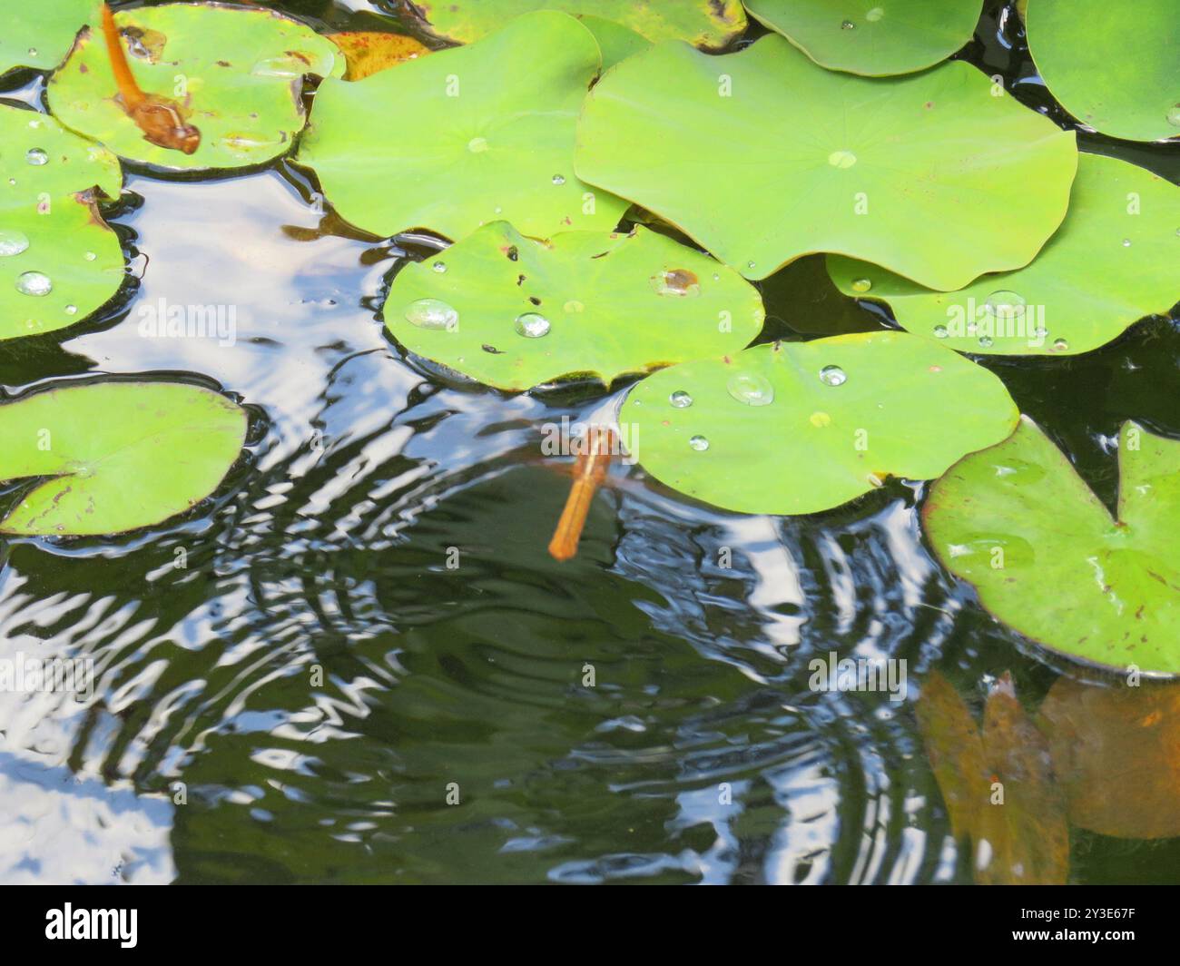 Neon Skimmer (Libellula croceipennis) Insecta Stock Photo - Alamy