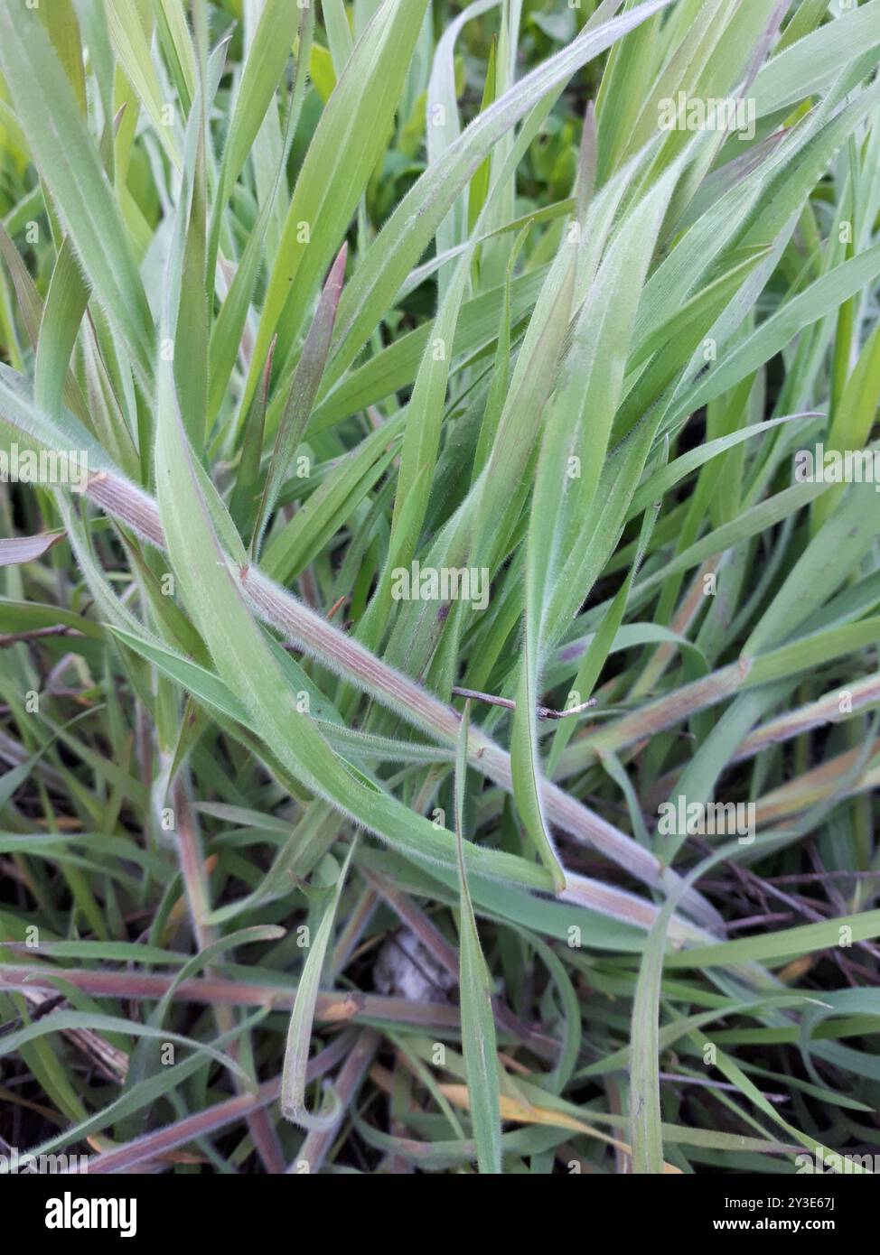 common soft brome (Bromus hordeaceus) Plantae Stock Photo - Alamy
