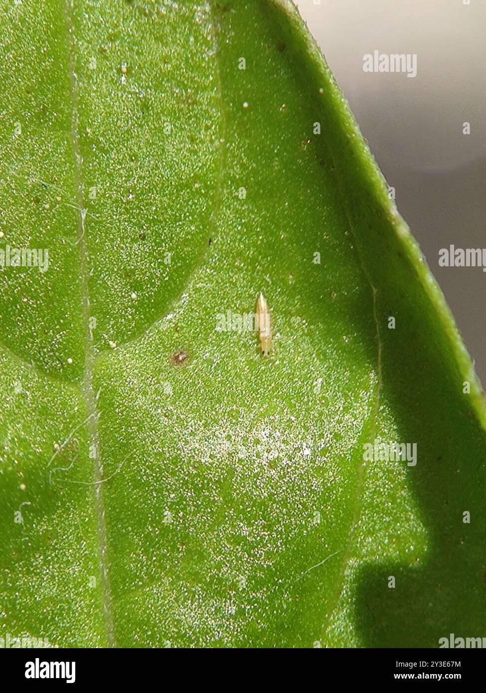 Onion thrips hi-res stock photography and images - Alamy