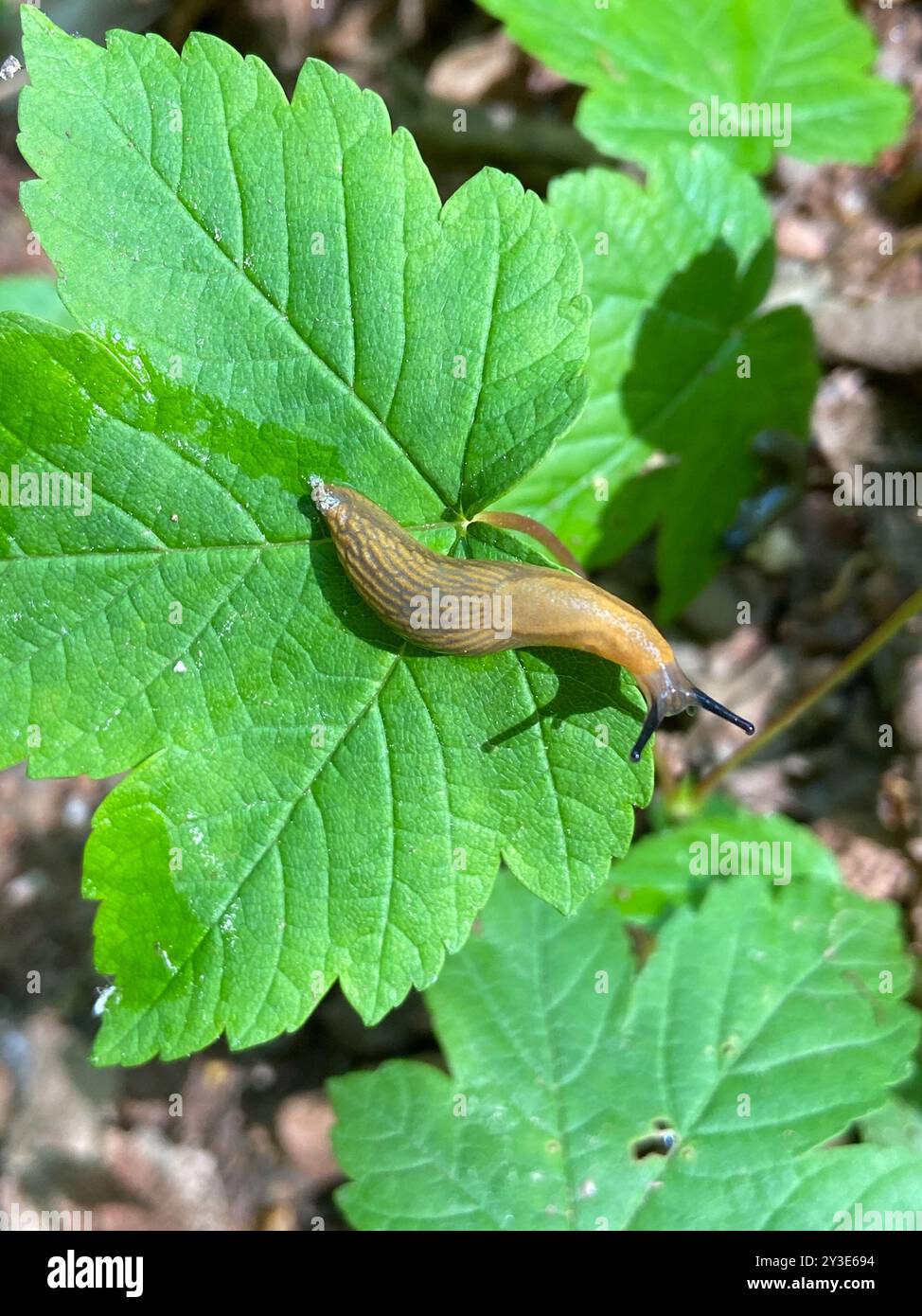 Western Dusky Slug (Arion subfuscus) Mollusca Stock Photo - Alamy