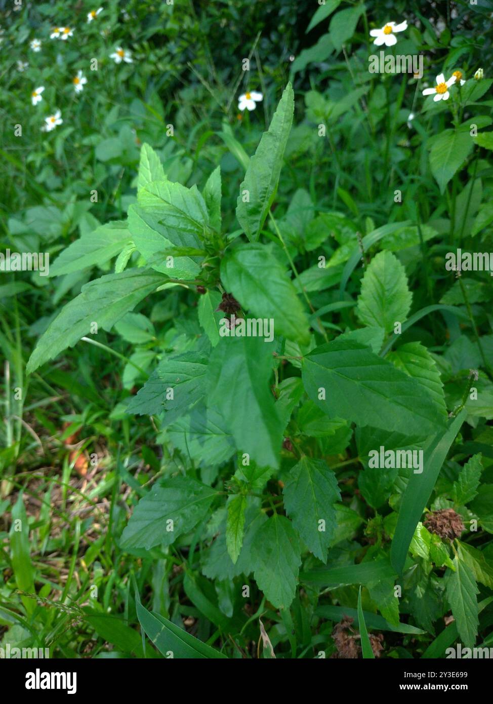 three-lobe false mallow (Malvastrum coromandelianum) Plantae Stock ...