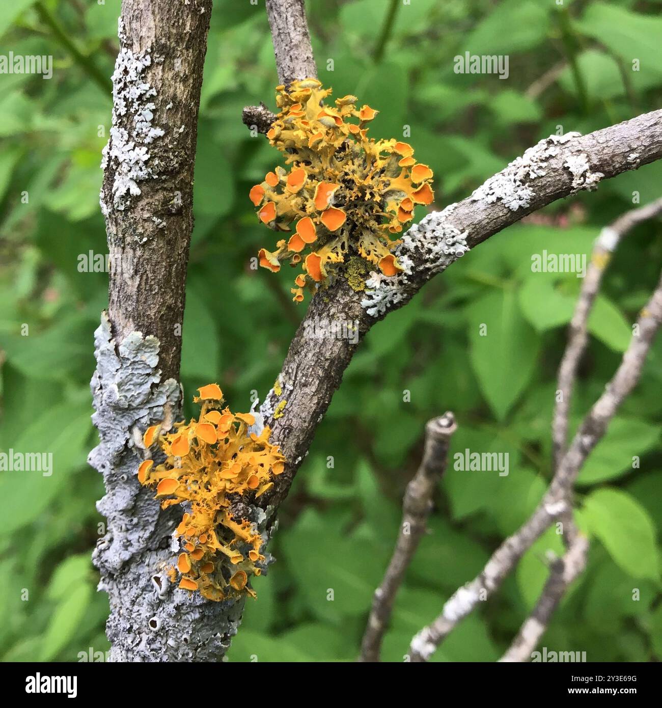 Golden-eye Lichen (Teloschistes chrysophthalmus) Fungi Stock Photo - Alamy
