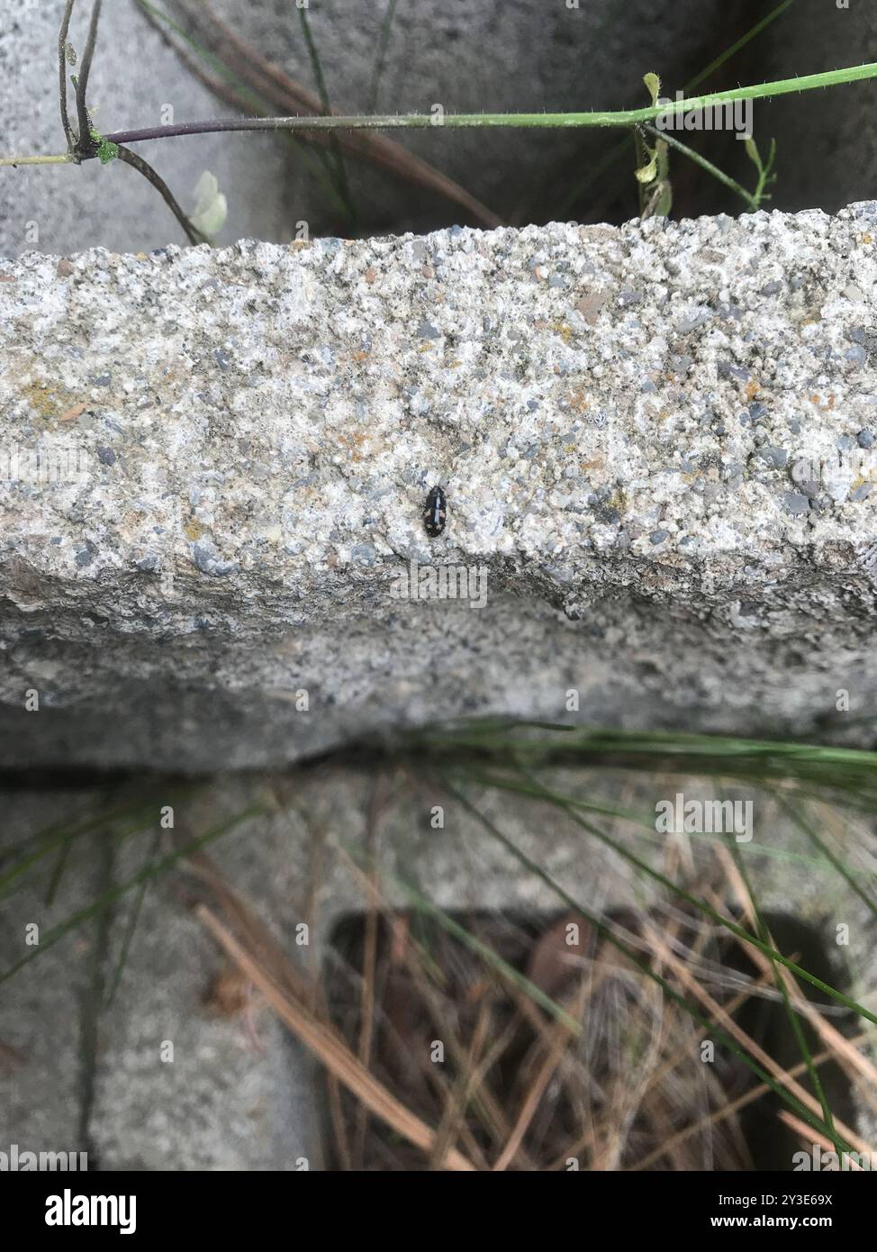 Four-spotted Sap Beetle (Glischrochilus quadrisignatus) Insecta Stock ...