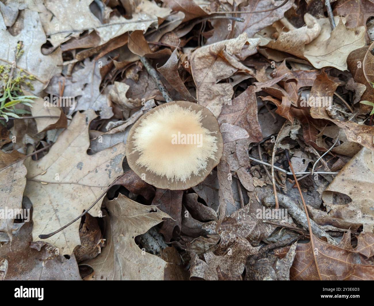 Mulch Fieldcap (Agrocybe putaminum) Fungi Stock Photo - Alamy