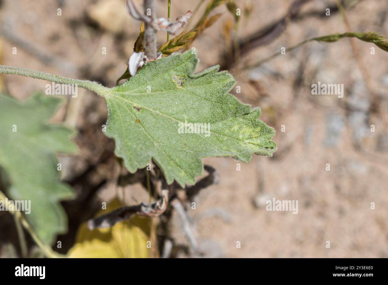 Small-leaf Globemallow (Sphaeralcea parvifolia) Plantae Stock Photo - Alamy