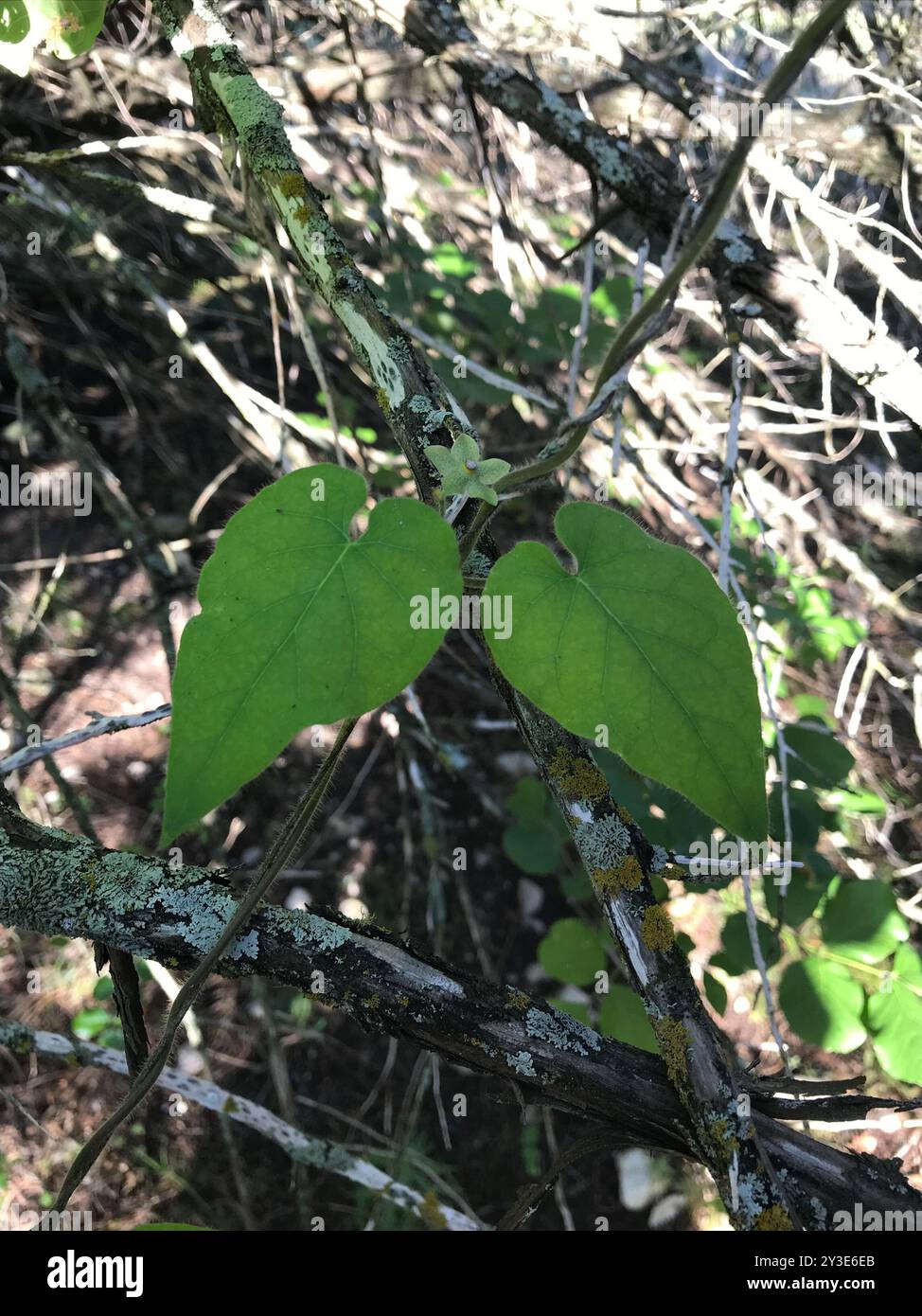 Pearl Milkweed (Matelea reticulata) Plantae Stock Photo - Alamy