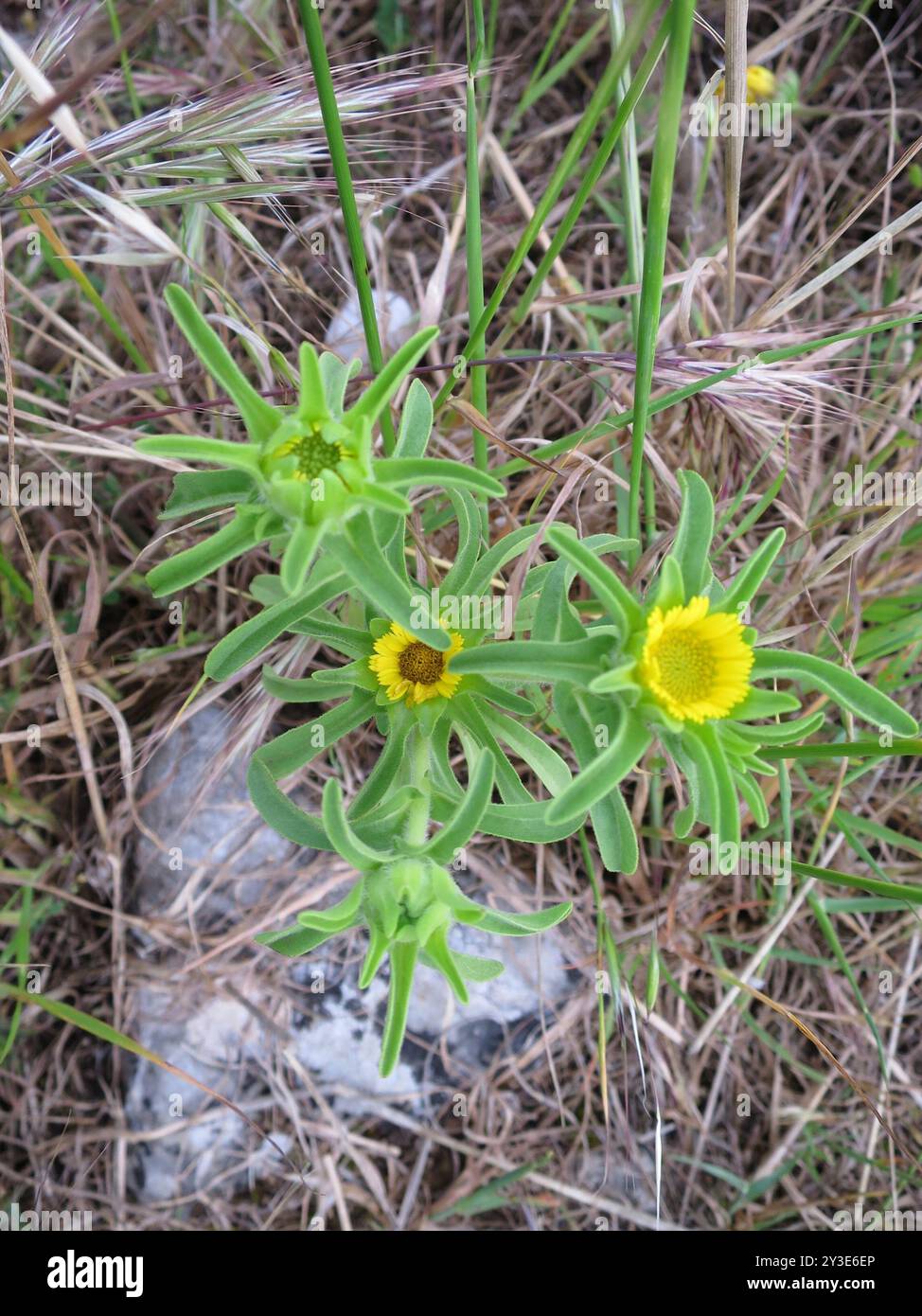 Golden-star (Asteriscus aquaticus) Plantae Stock Photo - Alamy