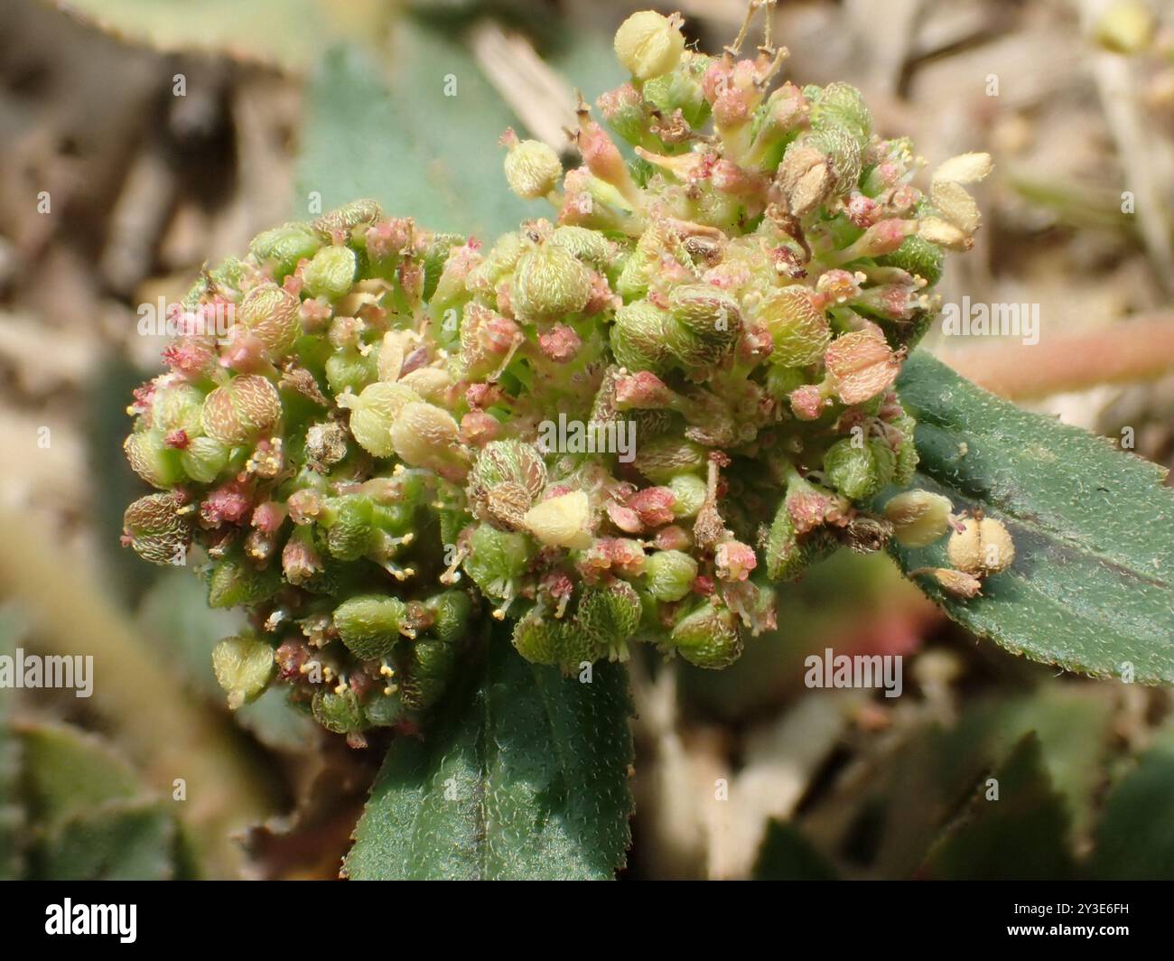 Asthma plant (Euphorbia hirta) Plantae Stock Photo - Alamy