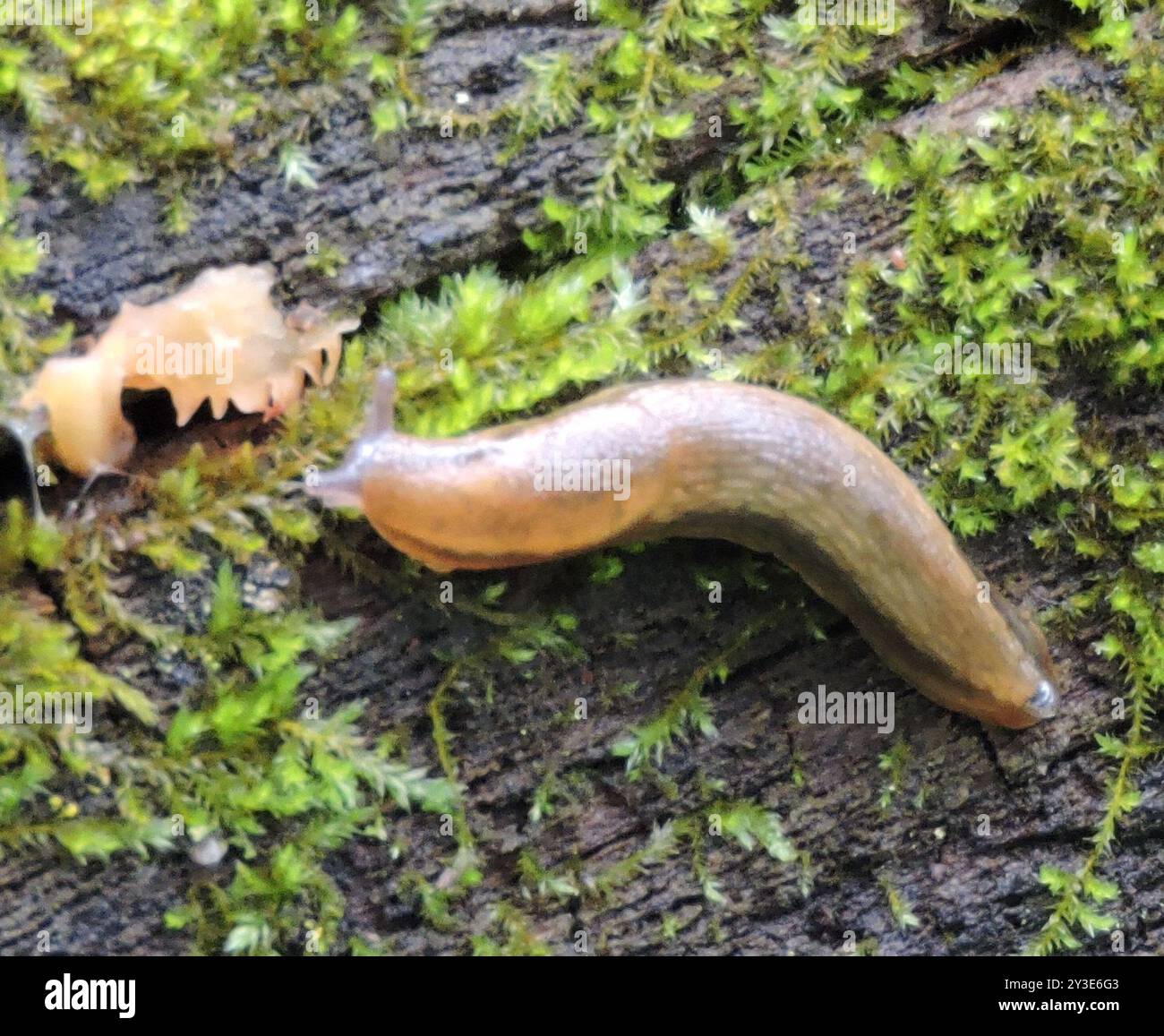 Arion Slugs (Arion) Mollusca Stock Photo - Alamy