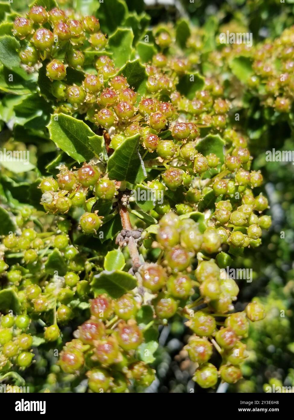 Cupped Leaf Ceanothus (Ceanothus perplexans) Plantae Stock Photo - Alamy