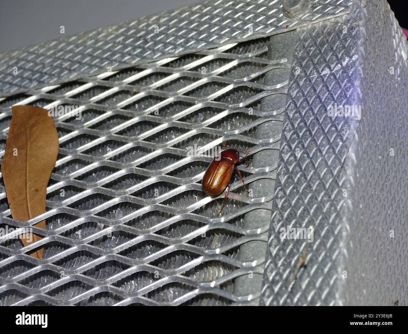 May Beetles (Phyllophaga) Insecta Stock Photo - Alamy