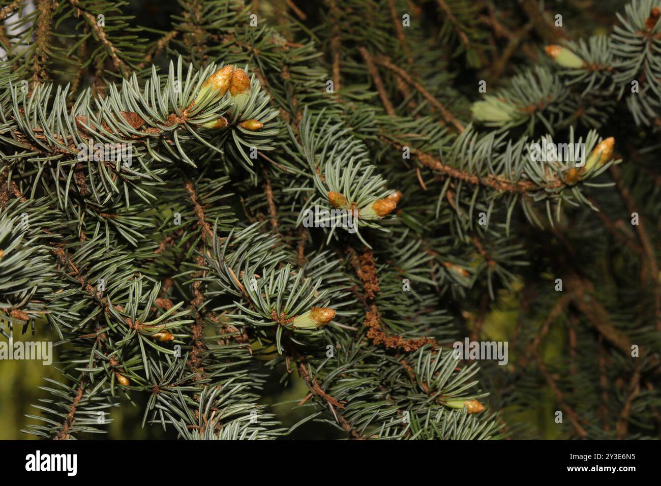 Sitka spruce (Picea sitchensis) Plantae Stock Photo - Alamy