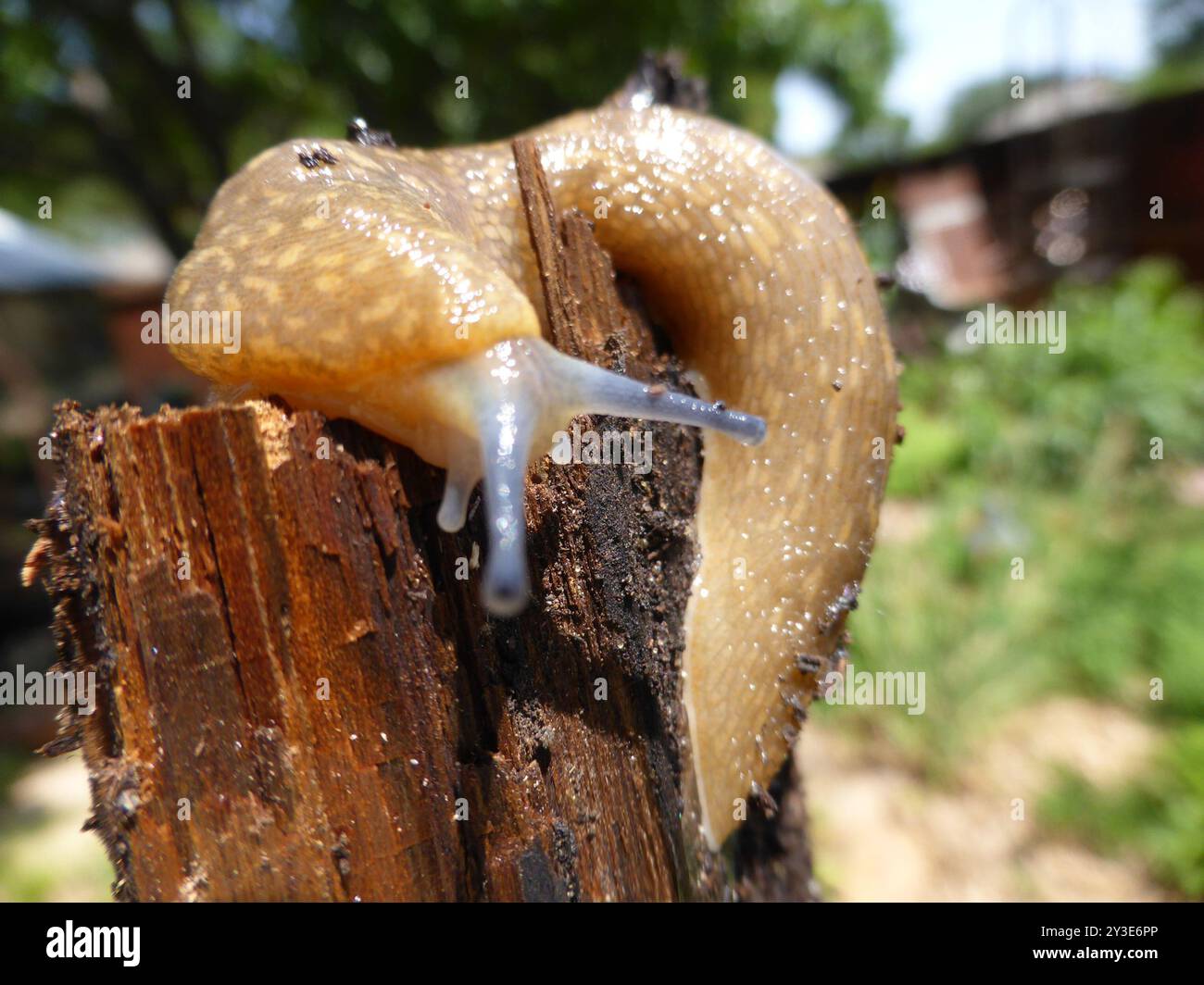 Yellow Cellar Slug (Limacus flavus) Mollusca Stock Photo - Alamy