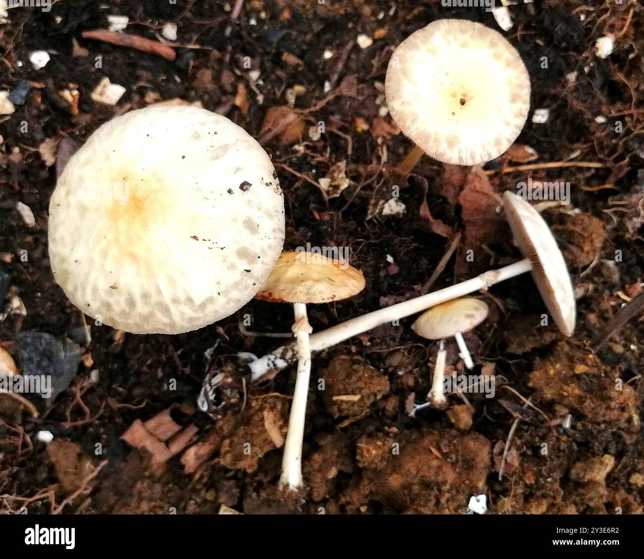 wrinkled fieldcap (Agrocybe rivulosa) Fungi Stock Photo - Alamy