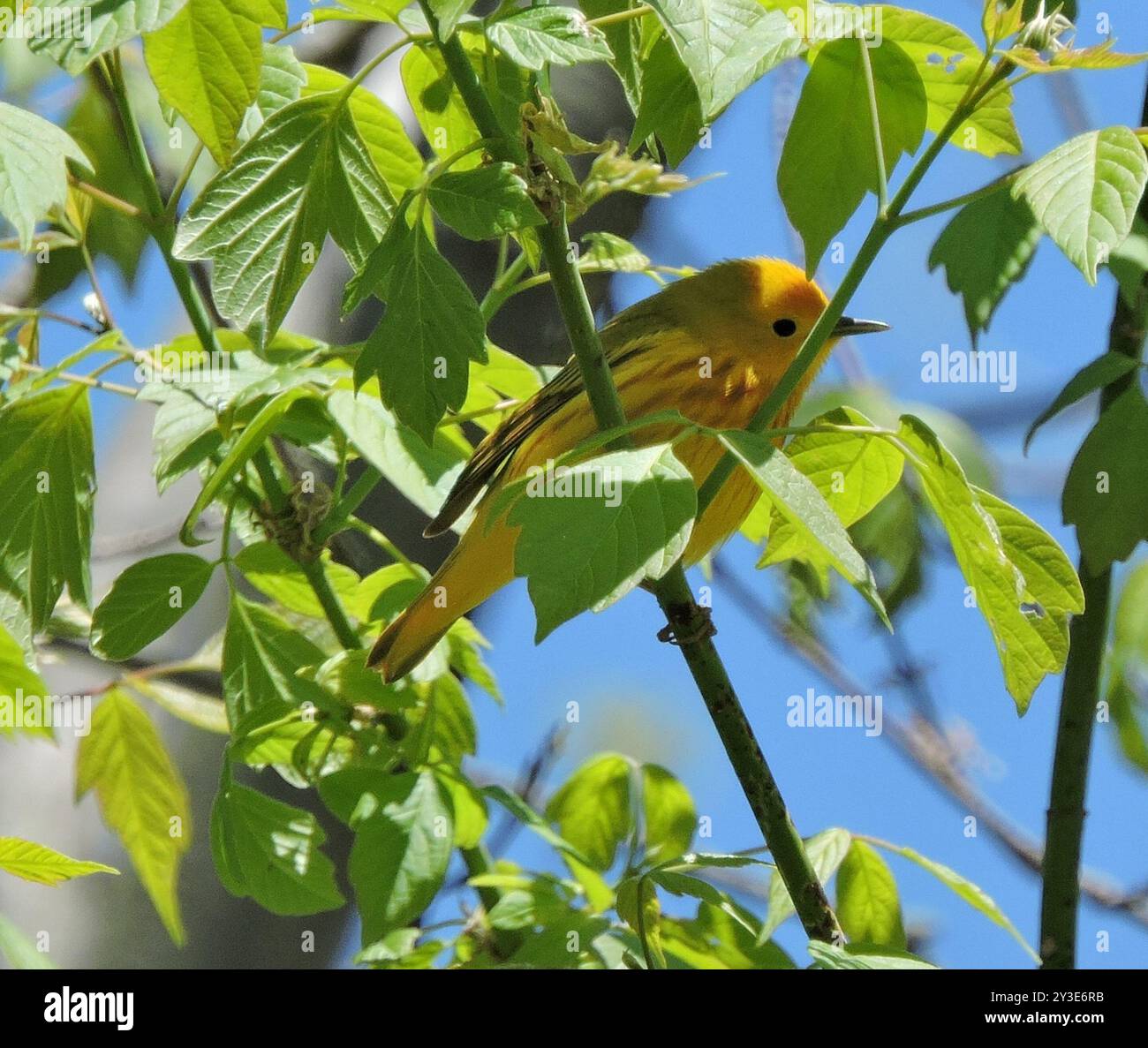 Yellow Warbler (Setophaga petechia) Aves Stock Photo - Alamy