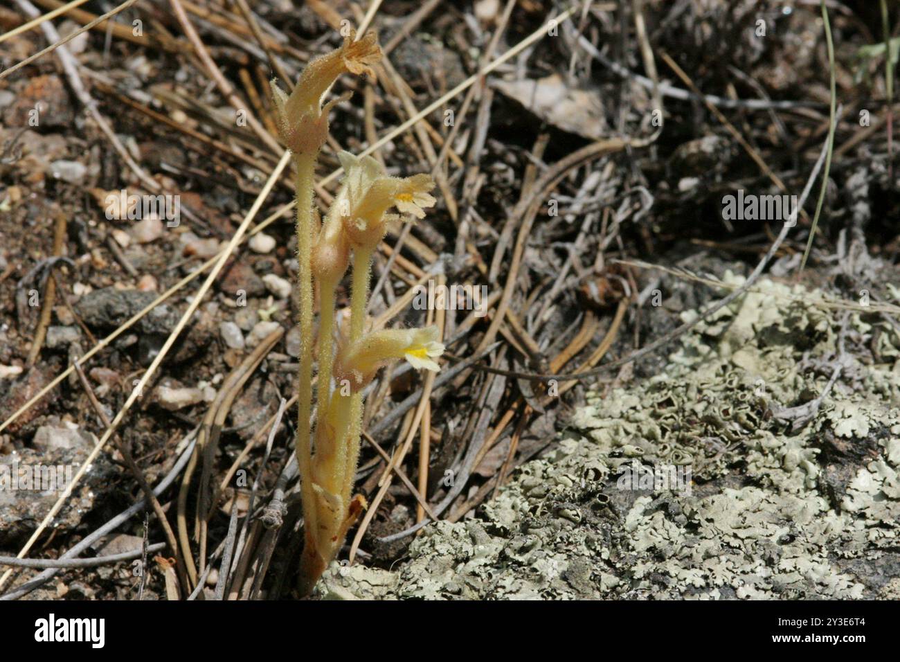 clustered broomrape (Aphyllon fasciculatum) Plantae Stock Photo - Alamy