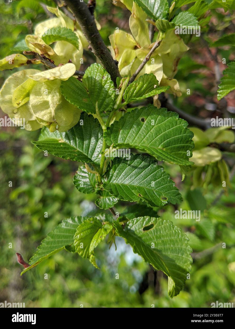 Siberian elm (Ulmus pumila) Plantae Stock Photo - Alamy