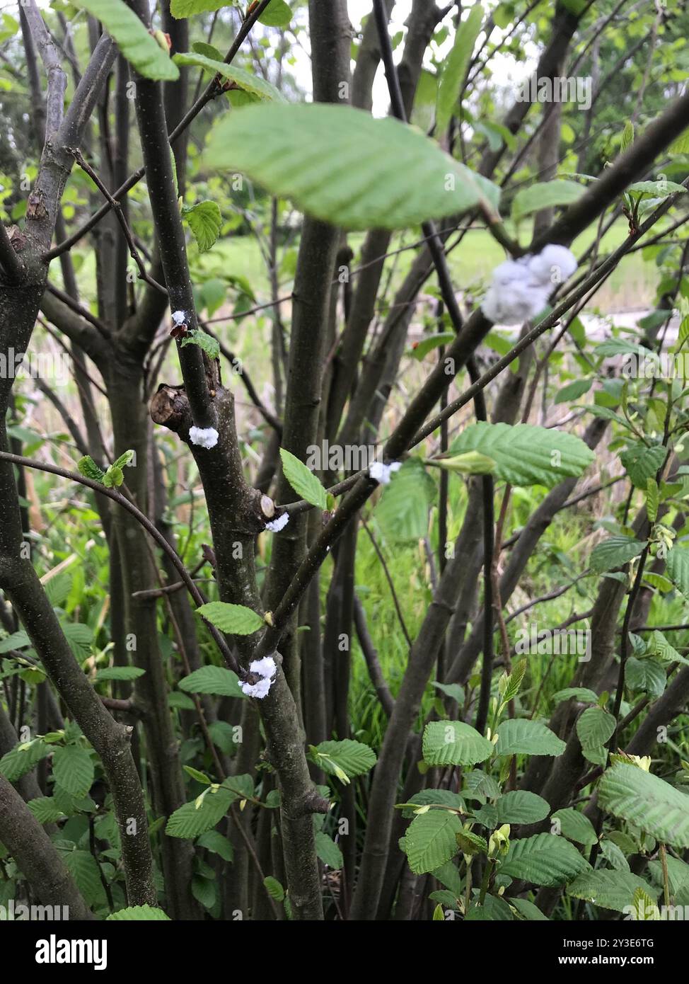 Woolly Alder Aphid (Prociphilus tessellatus) Insecta Stock Photo - Alamy