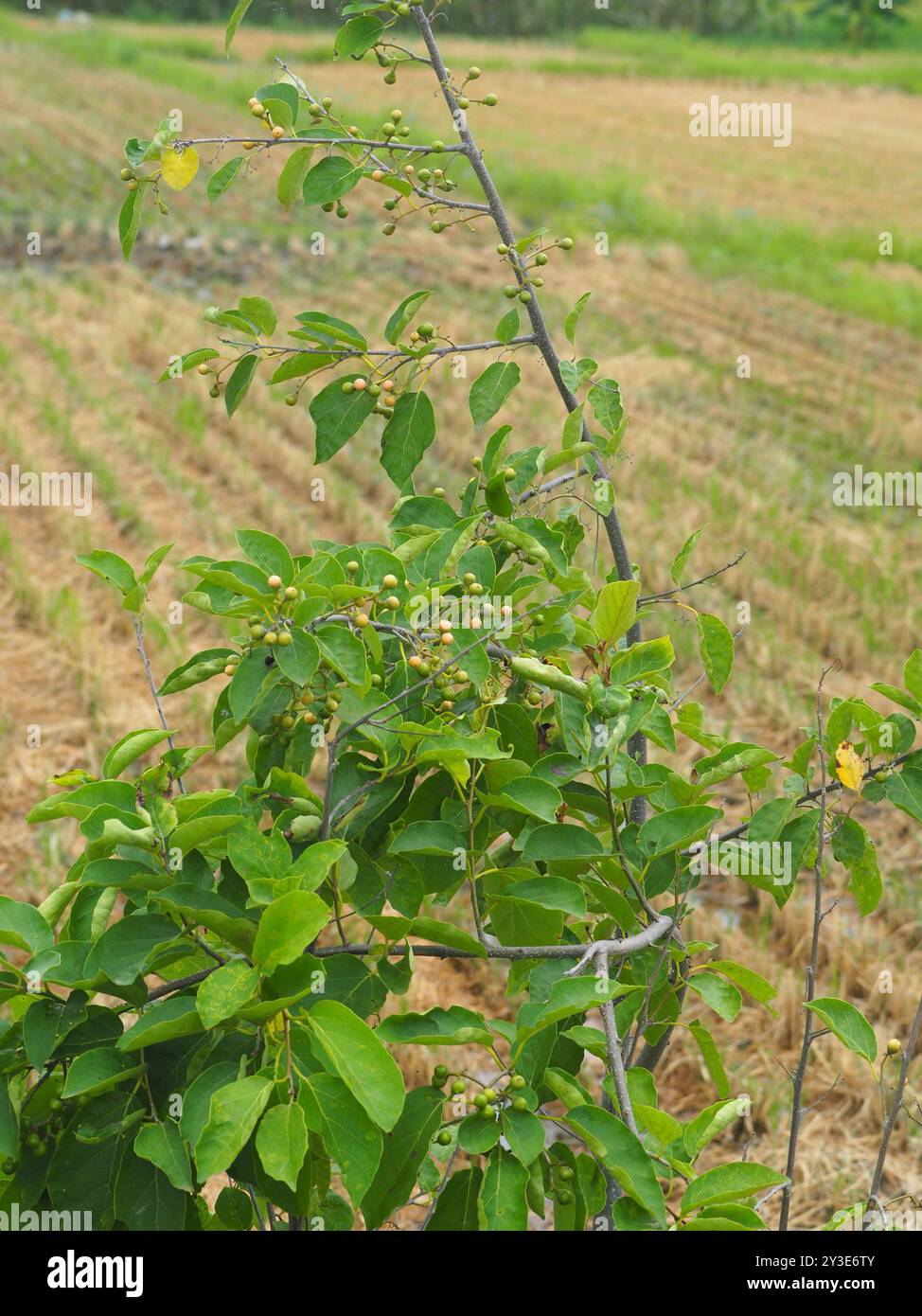 Clammy Cherry (Cordia dichotoma) Plantae Stock Photo - Alamy