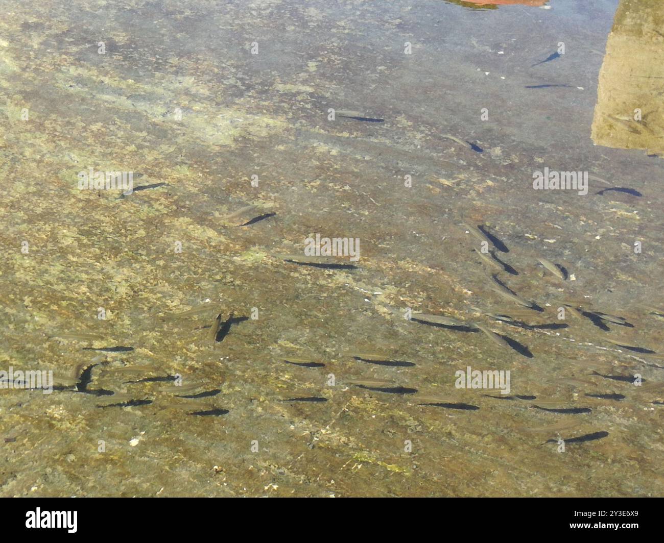 Ray-finned Fishes (Actinopterygii) Actinopterygii Stock Photo - Alamy