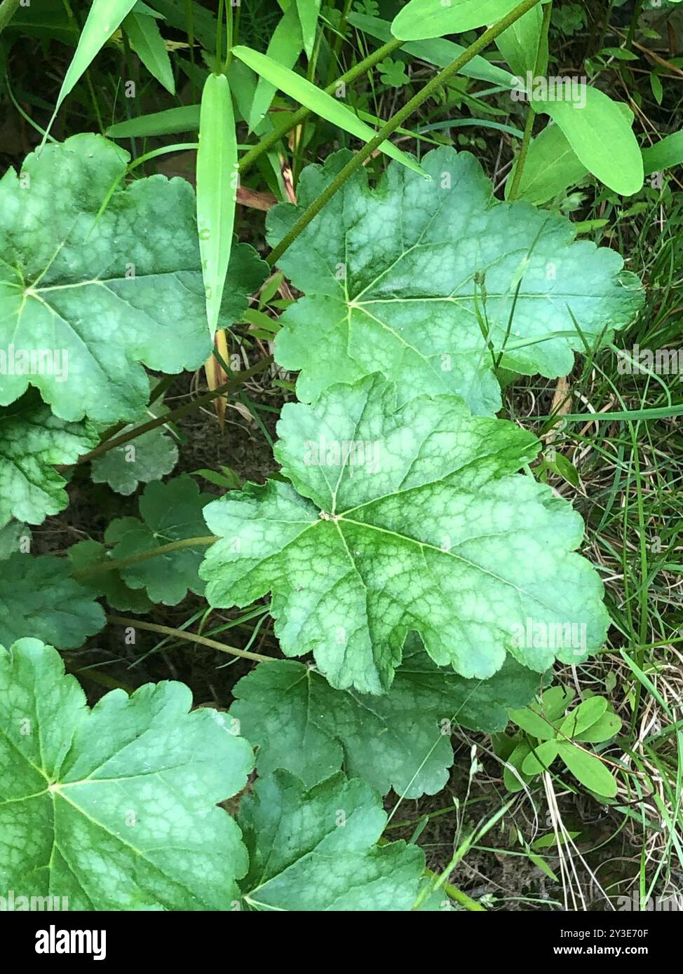 American alumroot (Heuchera americana) Plantae Stock Photo - Alamy