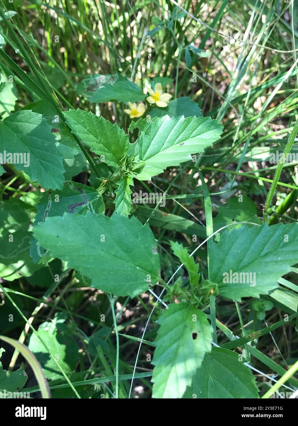 three-lobe false mallow (Malvastrum coromandelianum) Plantae Stock ...