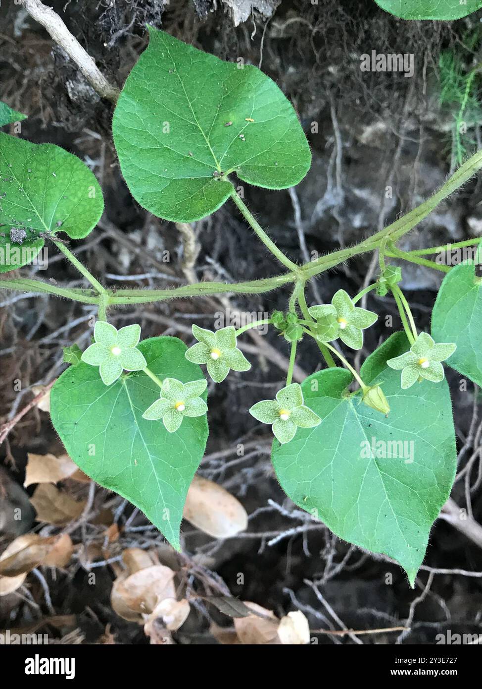 Pearl Milkweed (Matelea reticulata) Plantae Stock Photo - Alamy