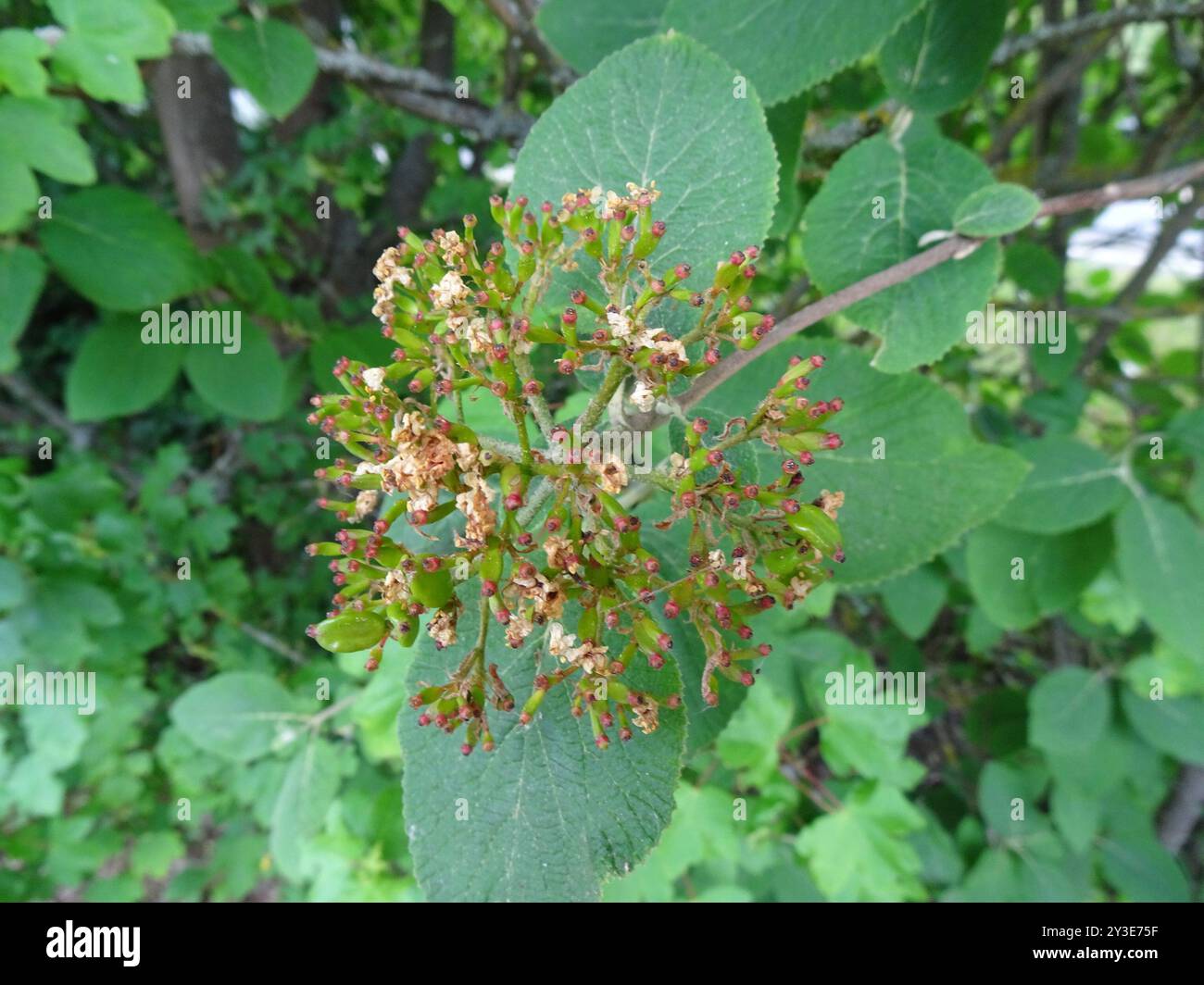 Wayfaring-tree (Viburnum lantana) Plantae Stock Photo - Alamy